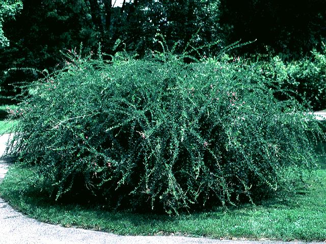 Lespedeza bicolor (Shrub Lespedeza) Seed Description